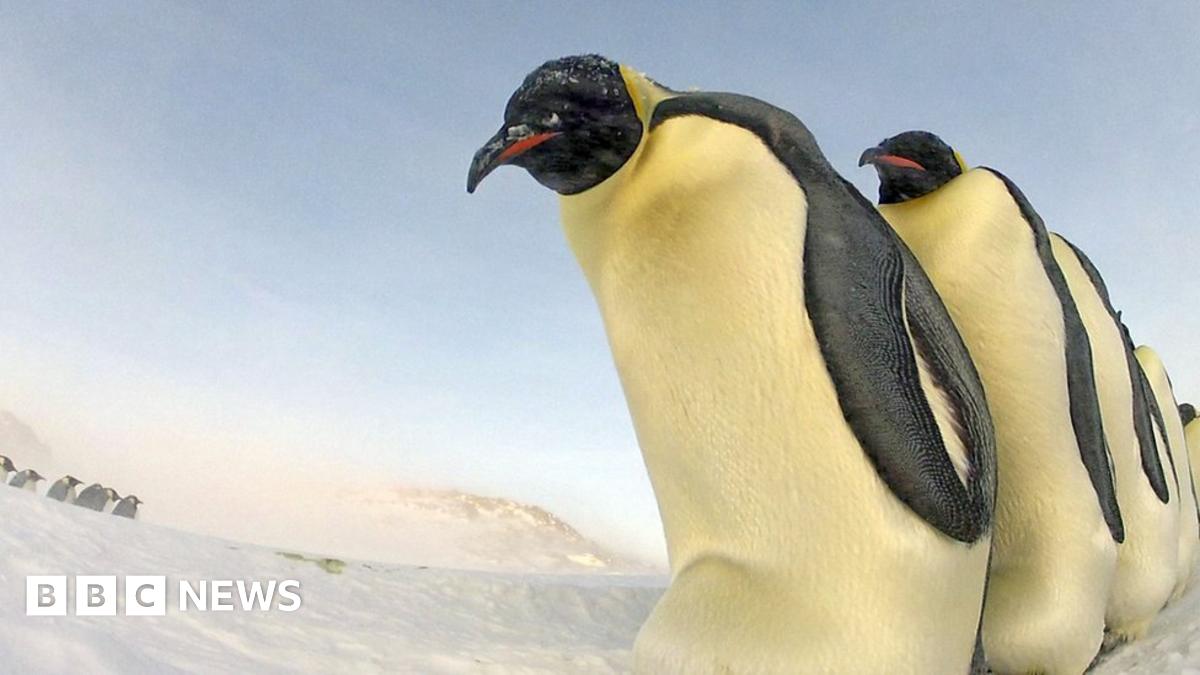 Climate change: Emperor penguin 'needs greater protection' - BBC News