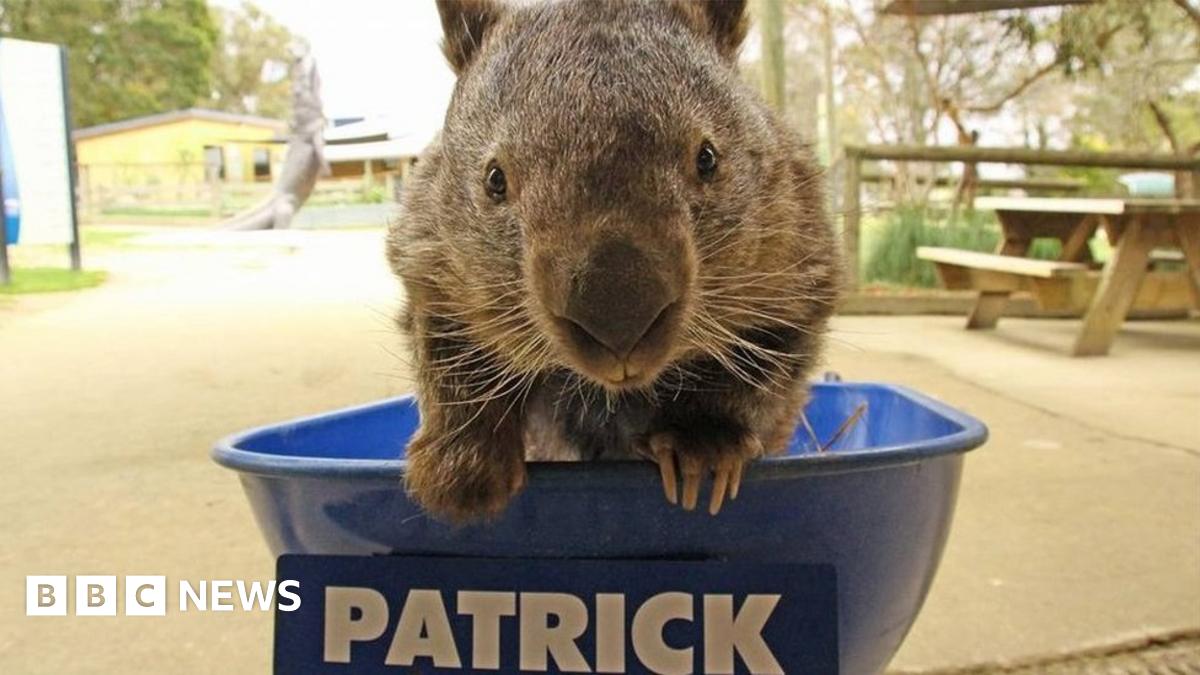 Patrick the wombat dies, and Zara criticised for 'Pepe' skirt - BBC News
