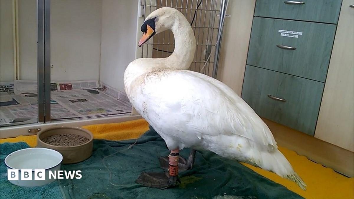 Wildlife hospital to build rehab pools with shot swan funds - BBC News