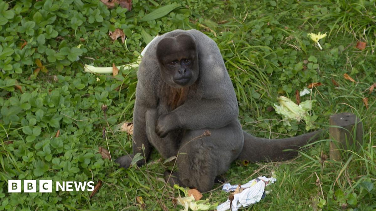Looe Monkey Sanctuary warns of closure risk - BBC News