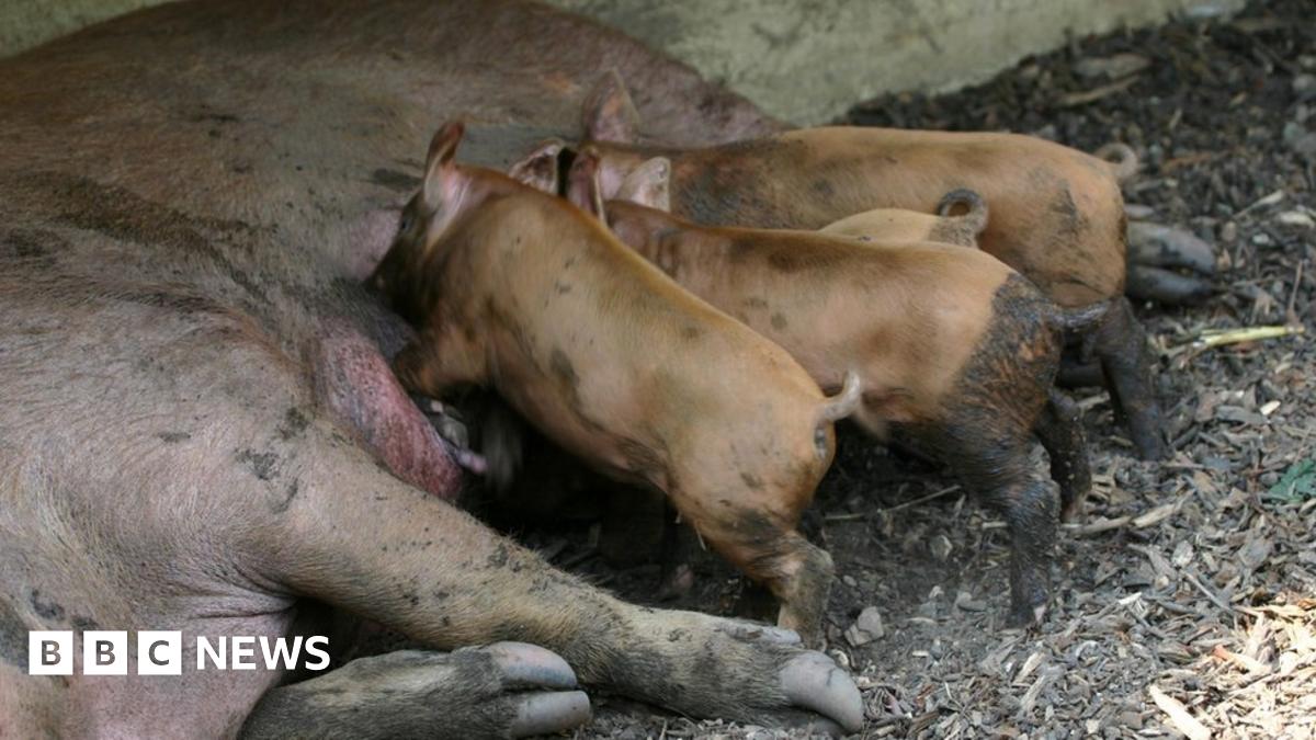 Hadleigh Farm Estate: Piglets 'crushed' to death during break-in - BBC News