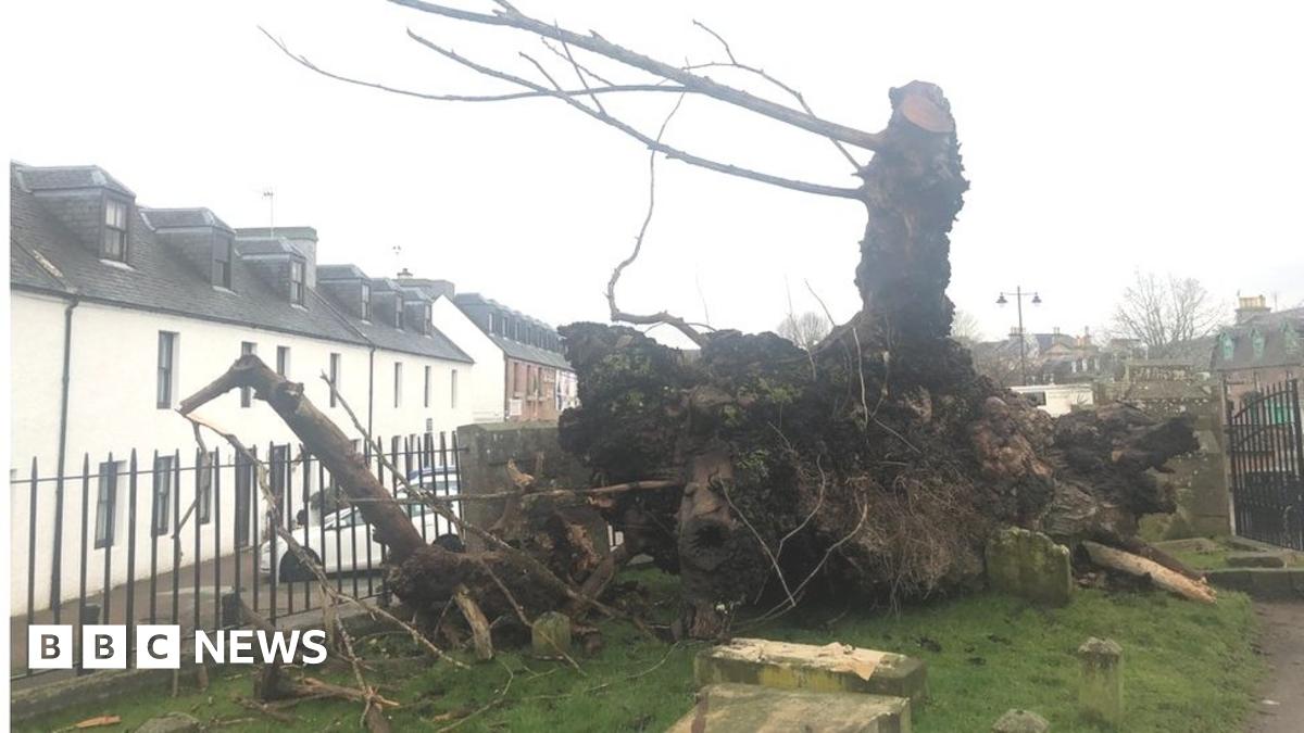 'Europe's oldest' wych elm tree falls down in Beauly Priory - BBC News