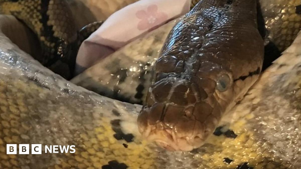 Second 10ft python spotted roaming Cambridgeshire village - BBC News