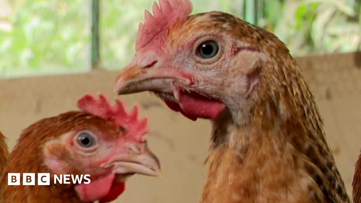 Trade talks: Why chicken, cheese, and cod are a tricky menu - BBC News