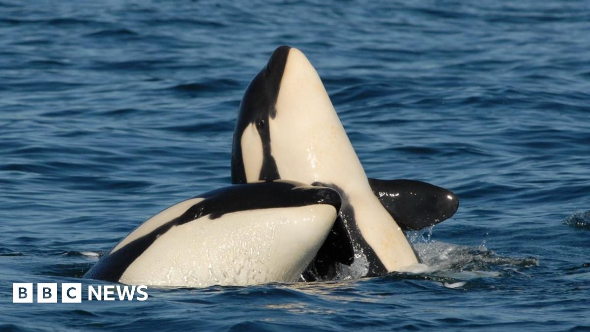 Orca mothers make 'lifelong sacrifice' for sons - BBC News