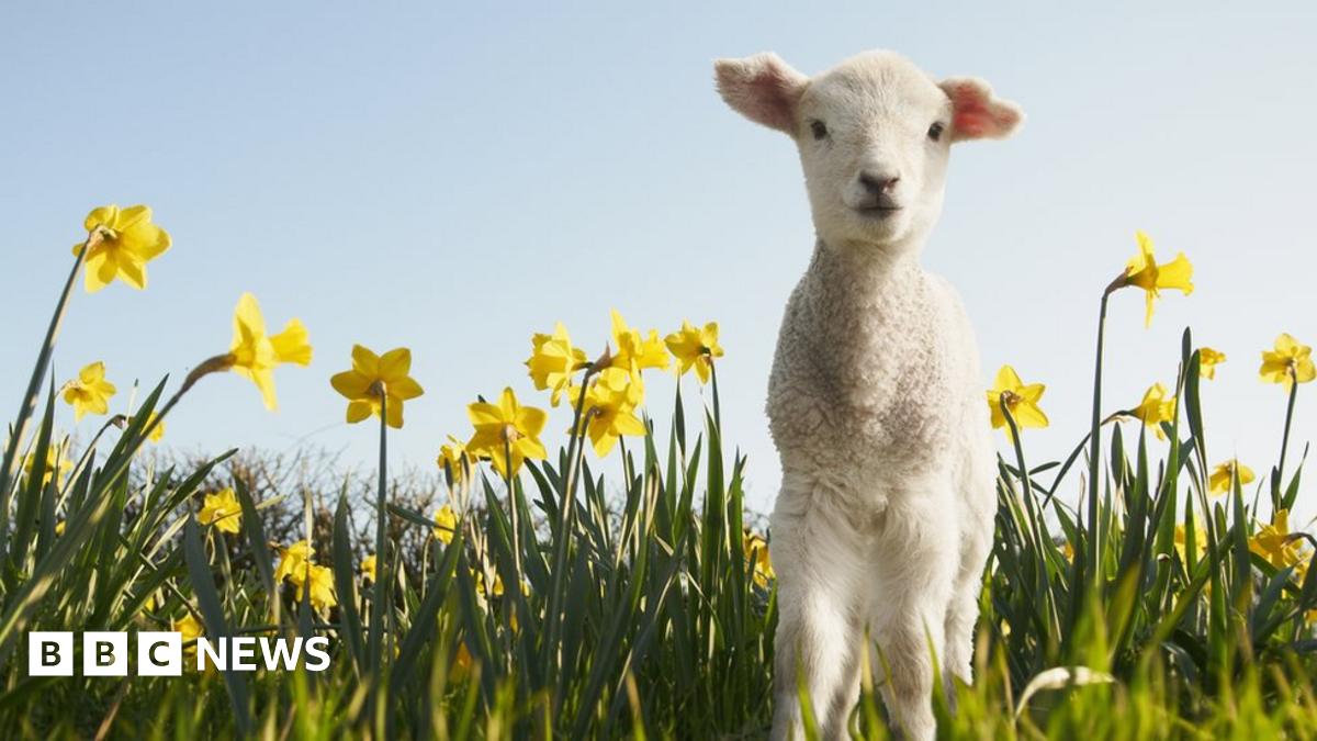 Spring starts but signs and science of seasons change - BBC News