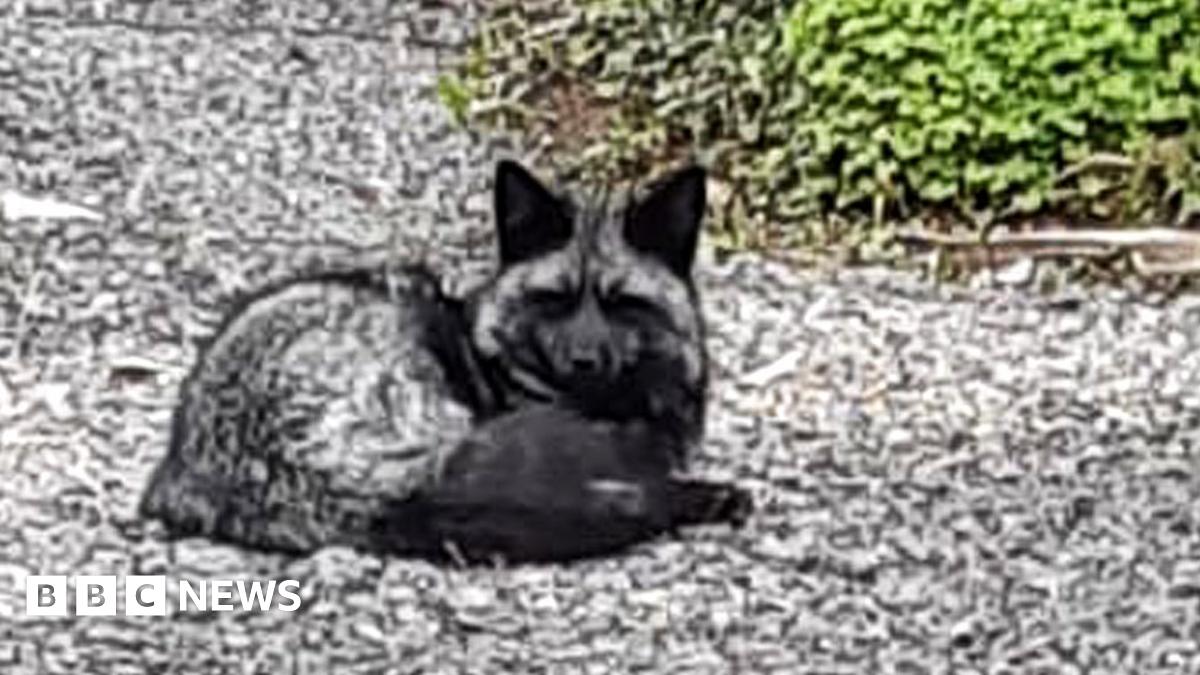 Barry: Rare black fox spotted roaming the streets - BBC News