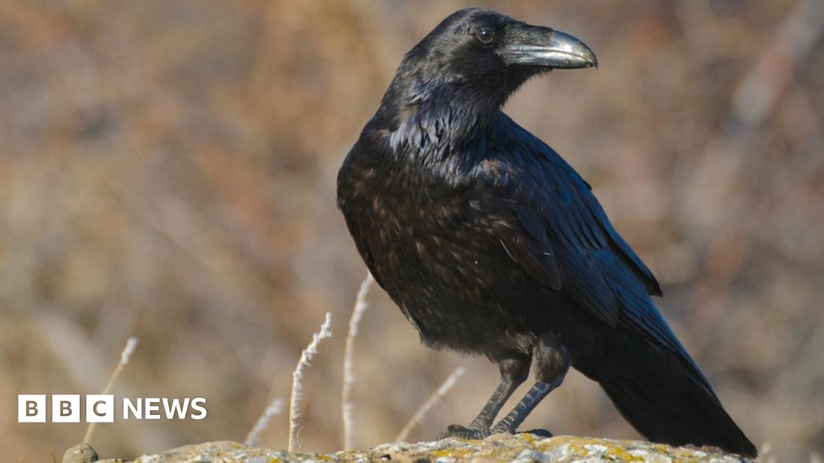 Raven cull licence suspended for being 'not scientifically robust ...