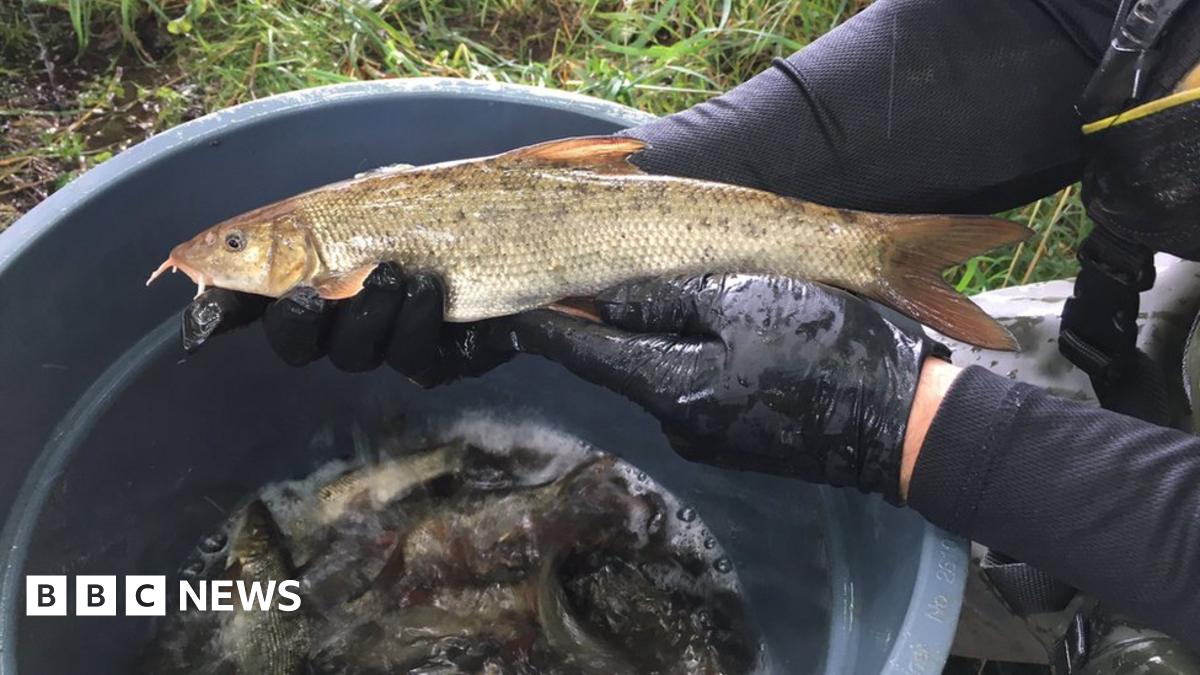 Record-breaking weight of fish reared at national farm - BBC News