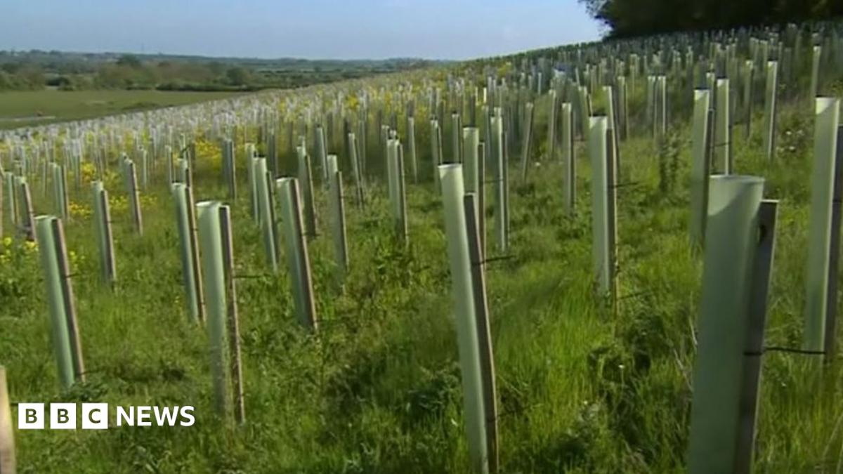 Thousands of HS2 newly planted trees died in drought - BBC News