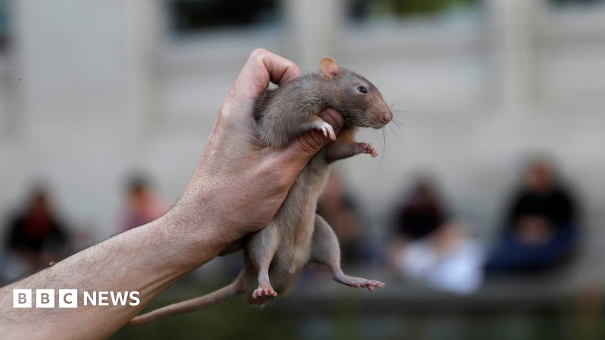 Thousands of rats invade southern Myanmar villages - BBC News