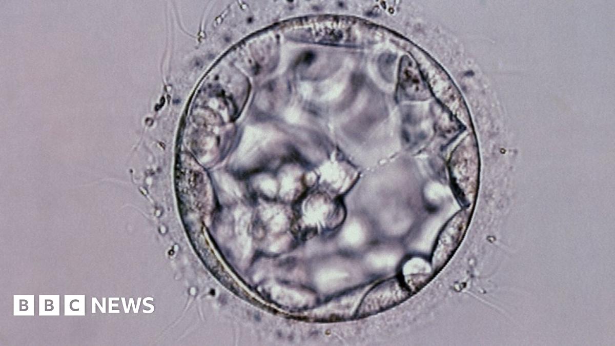 Artificial 'embryos' created in the lab - BBC News