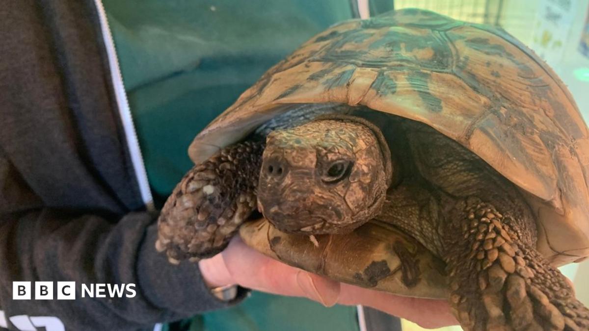 Fridge hibernation best thing for tortoises, says Shifnal vet - BBC News