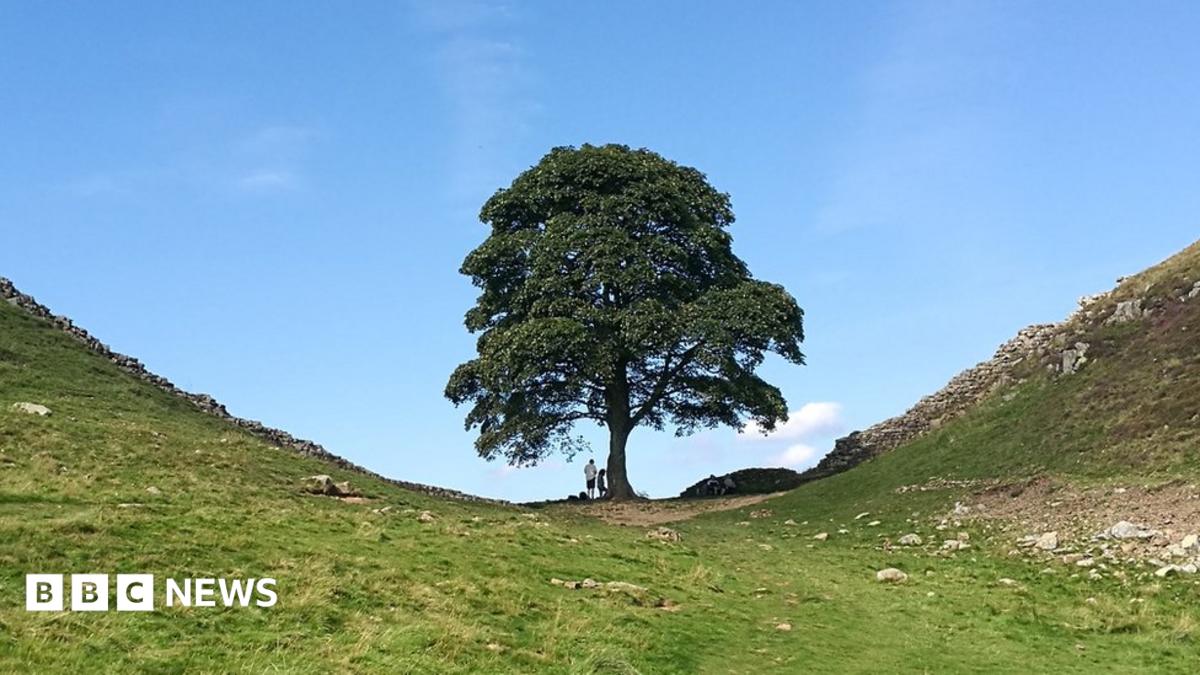 Sycamore Gap: The dismantling and removal of a national landmark - BBC News