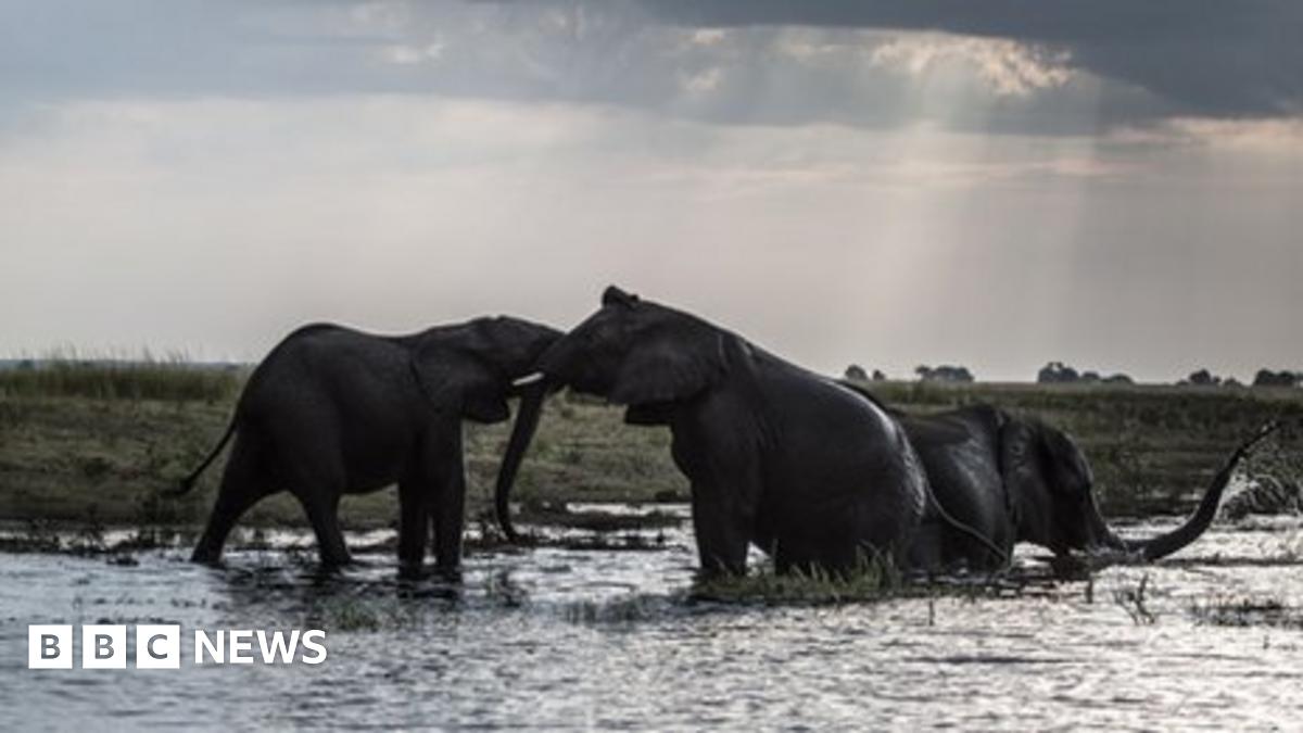 Species body says extra elephant protection could boost ivory trade ...