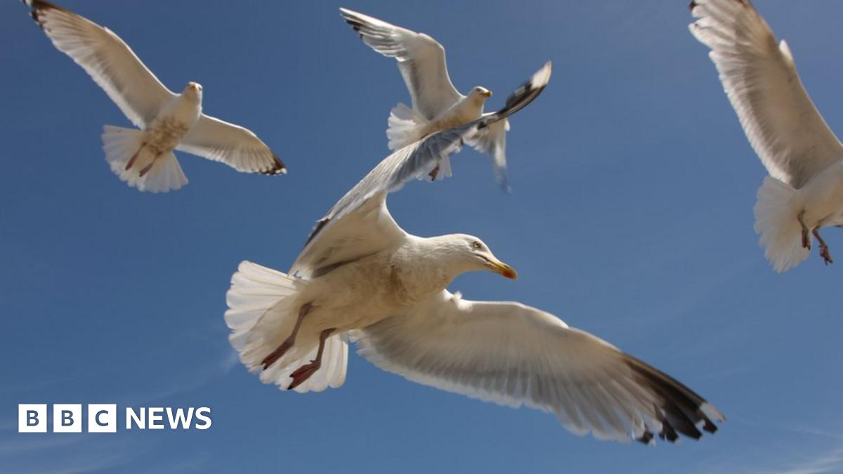 Seagull poo may be to blame for poor Southsea pier water quality - BBC News