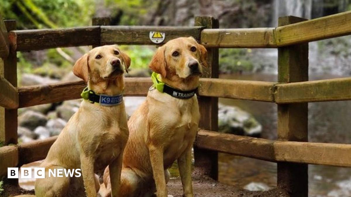 Hillsborough: Six dogs treated after eating toxic items in park - BBC News