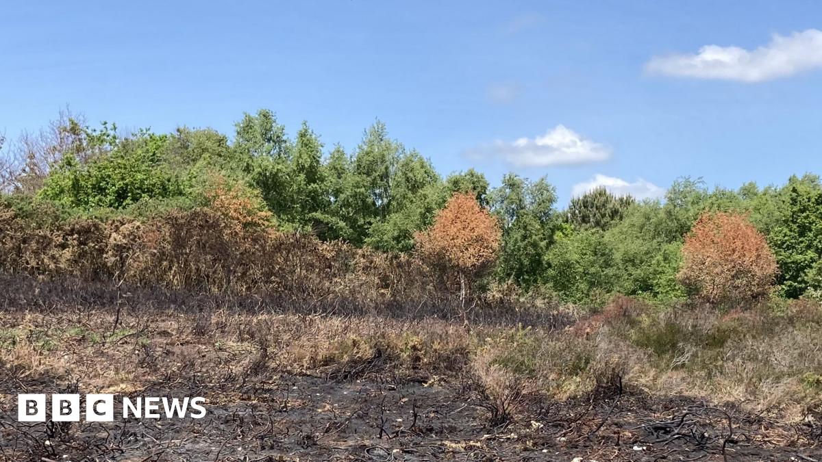 Suspected arsons at nature reserve 'quite scary' say residents - BBC News