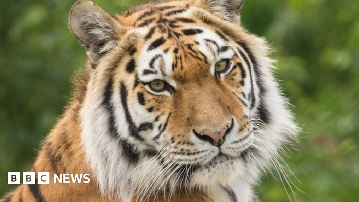 Tigress killed by tiger bite during breeding attempt at Knowsley Safari ...