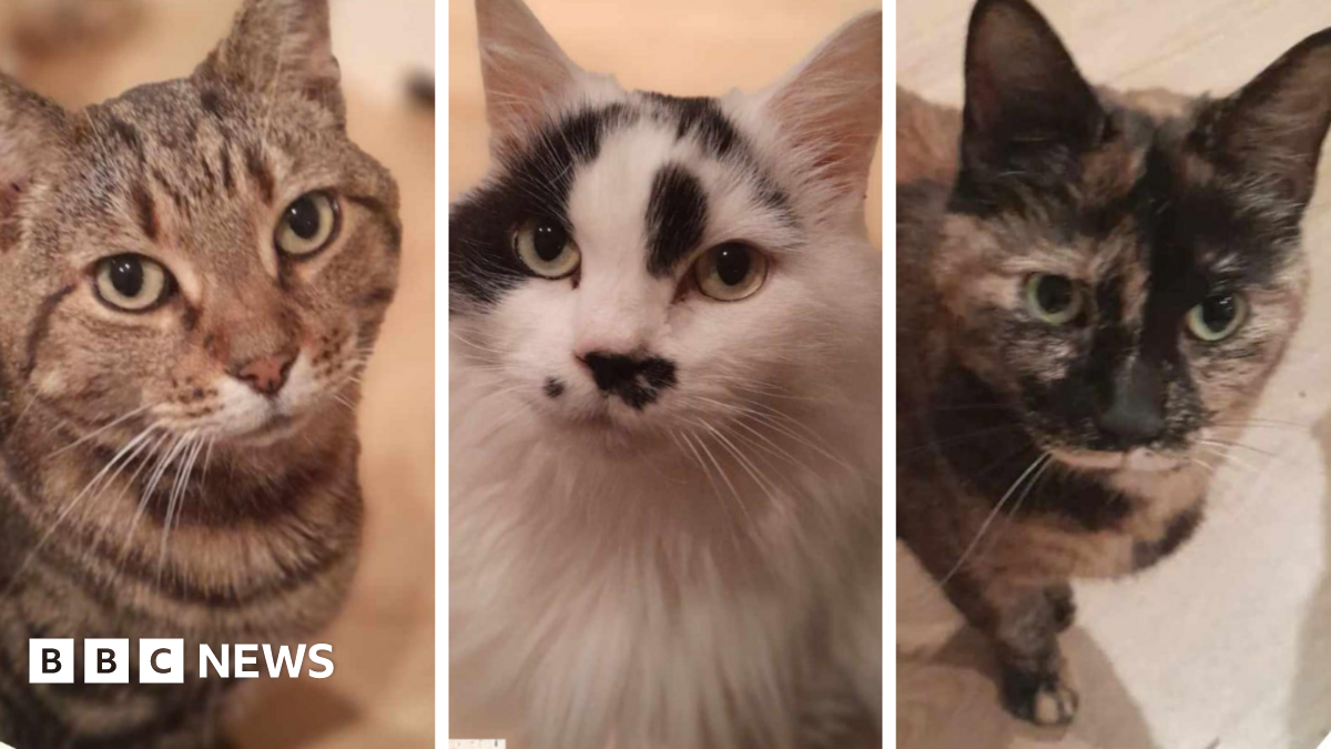 Peterborough Cat Rescue is able to deal only with emergencies - BBC News