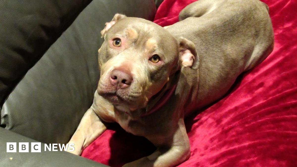 American bully XLs: Pounds 'killing up to eight dogs a day' - BBC News