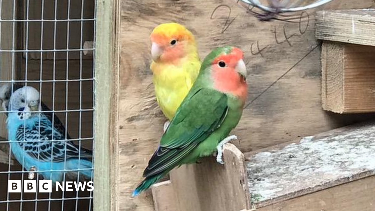 Escaped lovebirds spotted flying across Tadley - BBC News