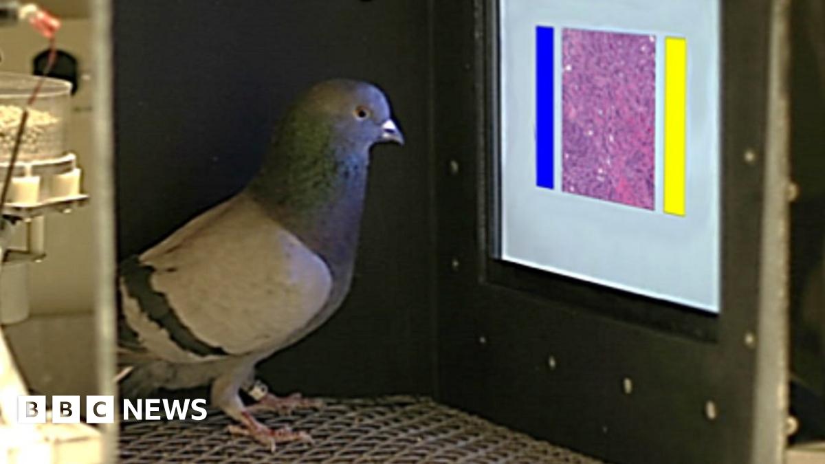 Pigeons identify breast cancer 'as well as humans' - BBC News