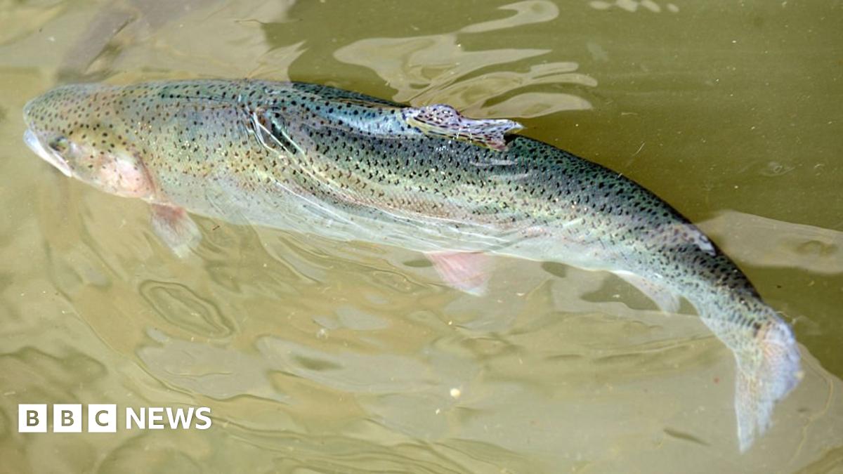 Danish anglers urged to catch 80,000 escaped trout - BBC News