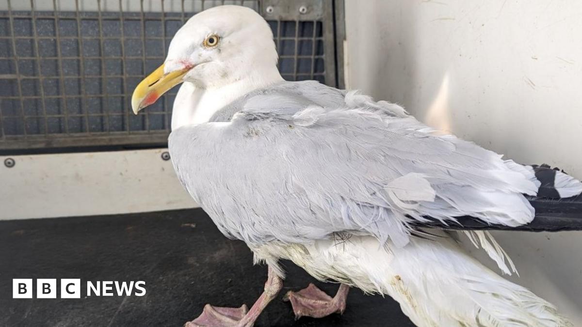 Scarborough: RSPCA issues netting warning after rescuing entangled gull - BBC News