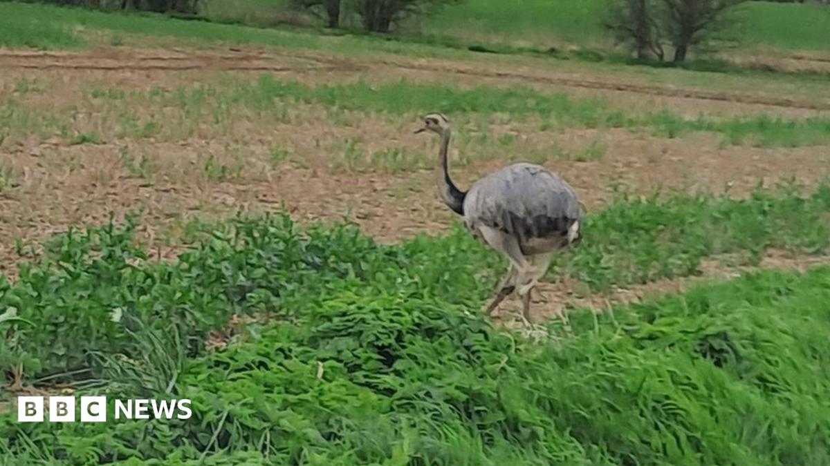 Owner of rhea on run in Suffolk warns public not to catch it - BBC News