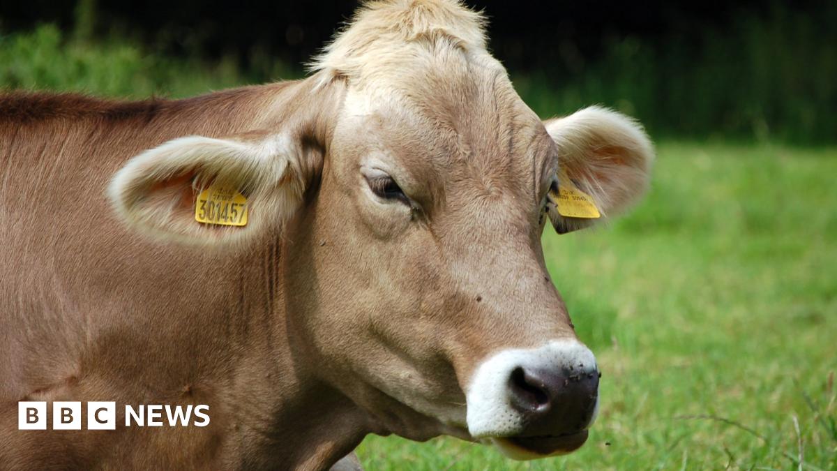 Cambridge cows: Centuries-old city centre grazing 'in doubt' - BBC News