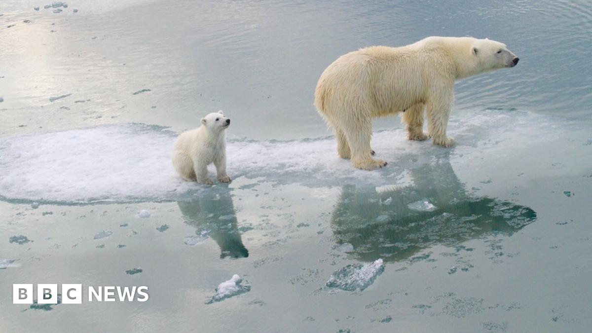 Climate change: Polar bears could be lost by 2100 - BBC News