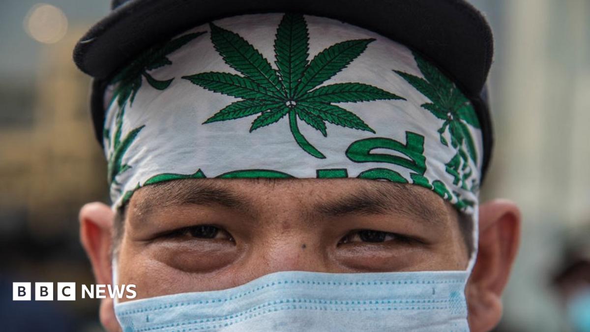 Thailand legalises cannabis trade but discourages personal use - BBC News