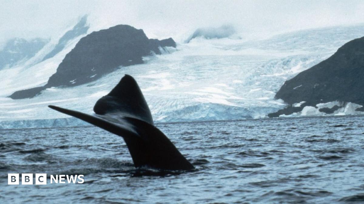 Scientists count whales from space - BBC News