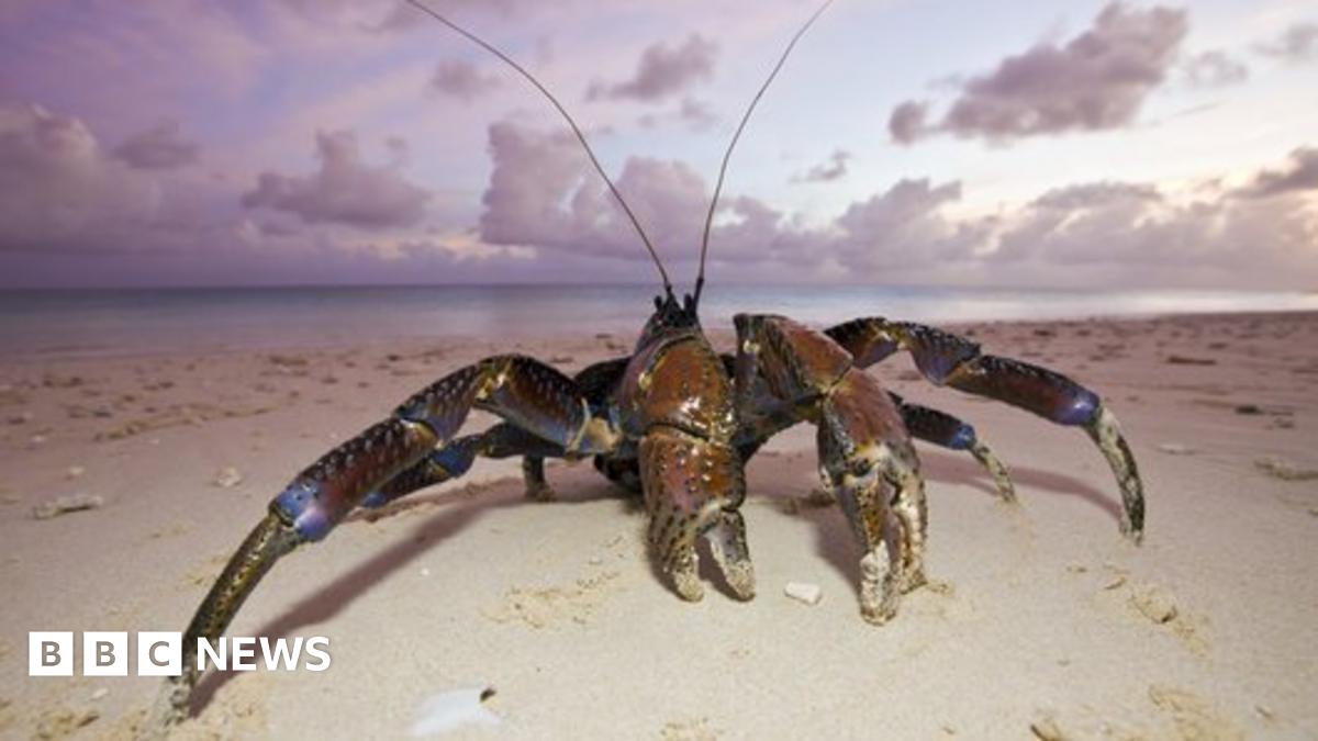 Meet the crab with the 'mighty claw' - BBC News