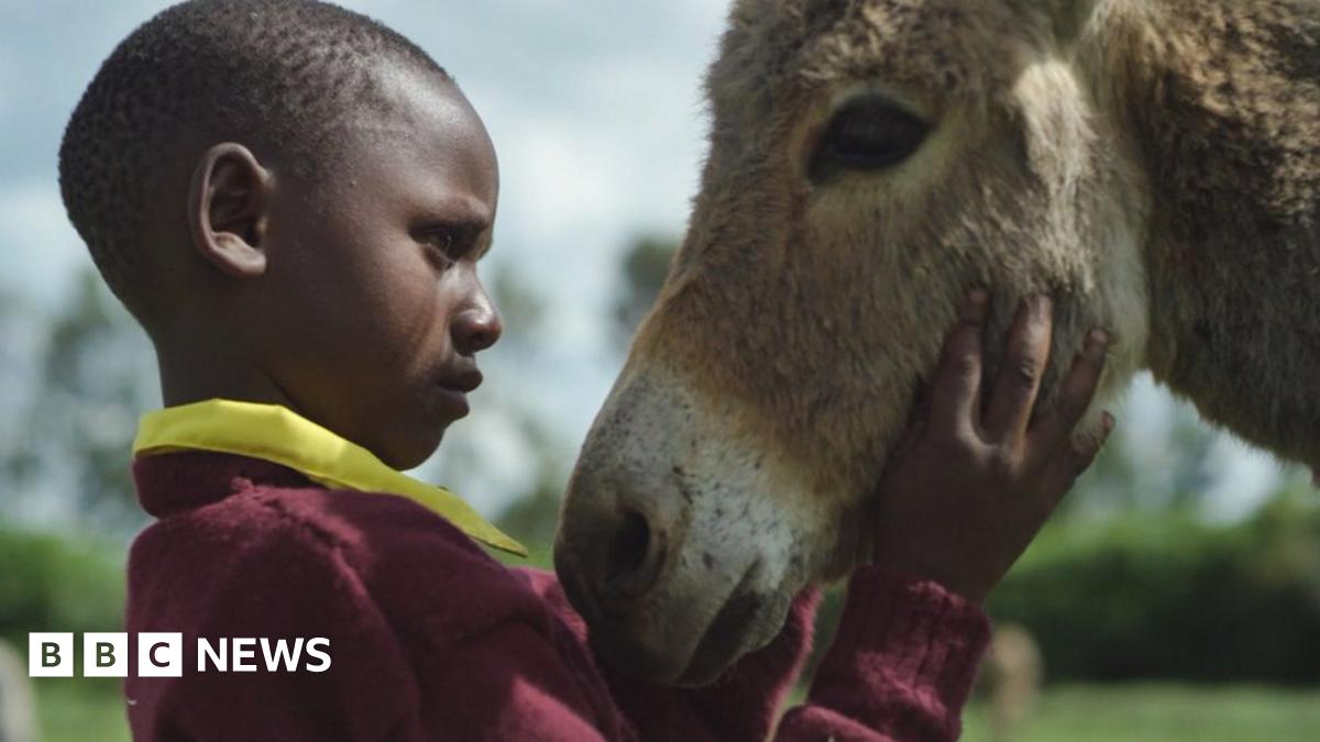 Millions of donkeys killed each year to make medicine - BBC News