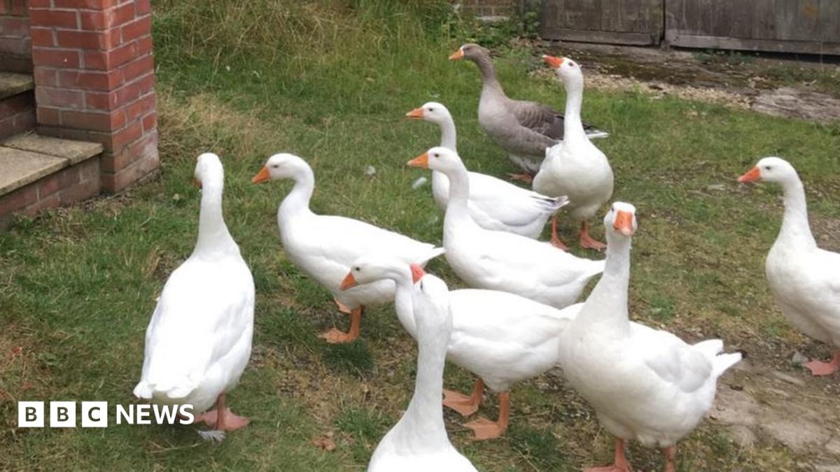 Fears geese missing from a Wiltshire village may 'have been killed ...