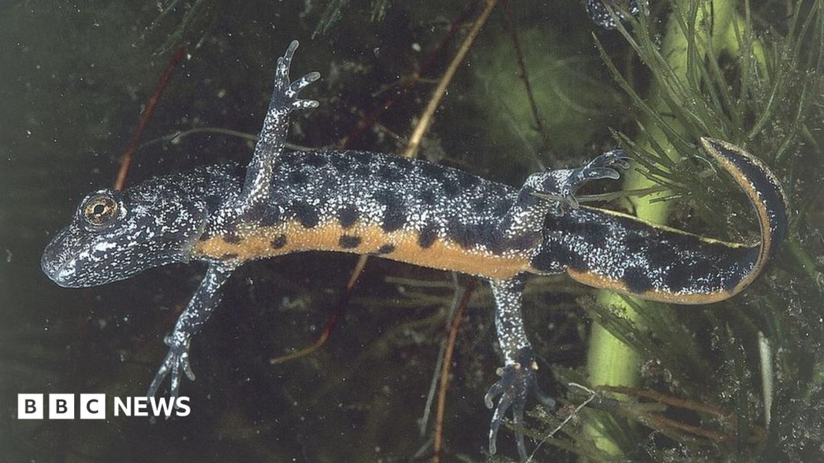 Renovation of Cavers Castle held up by great crested newts - BBC News