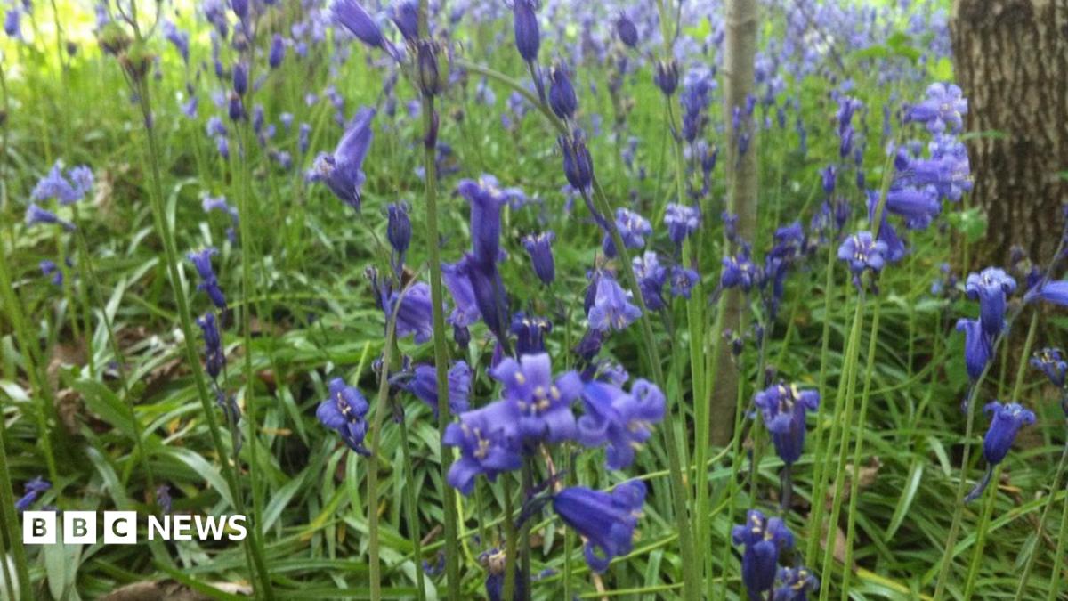 Thousands of bluebell bulbs dug up in Norfolk wood - BBC News