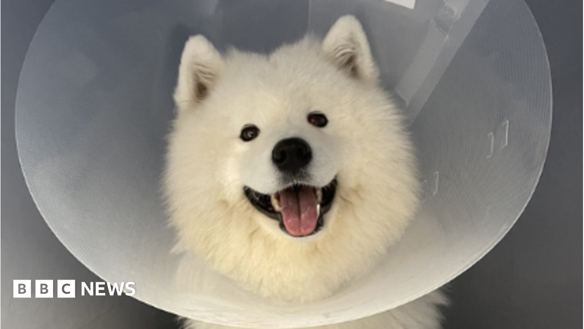 Smiling Samoyed beats cancer to scoop Crufts prize - BBC News