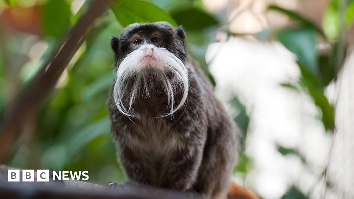 Dallas Zoo suspect says he took monkeys on train, records show - BBC News