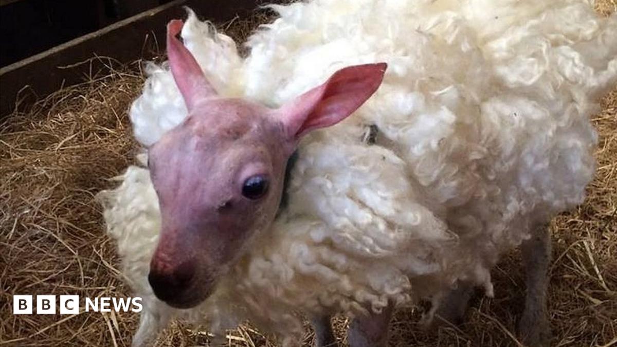 Lamb born with no wool given fluffy fleece - BBC News