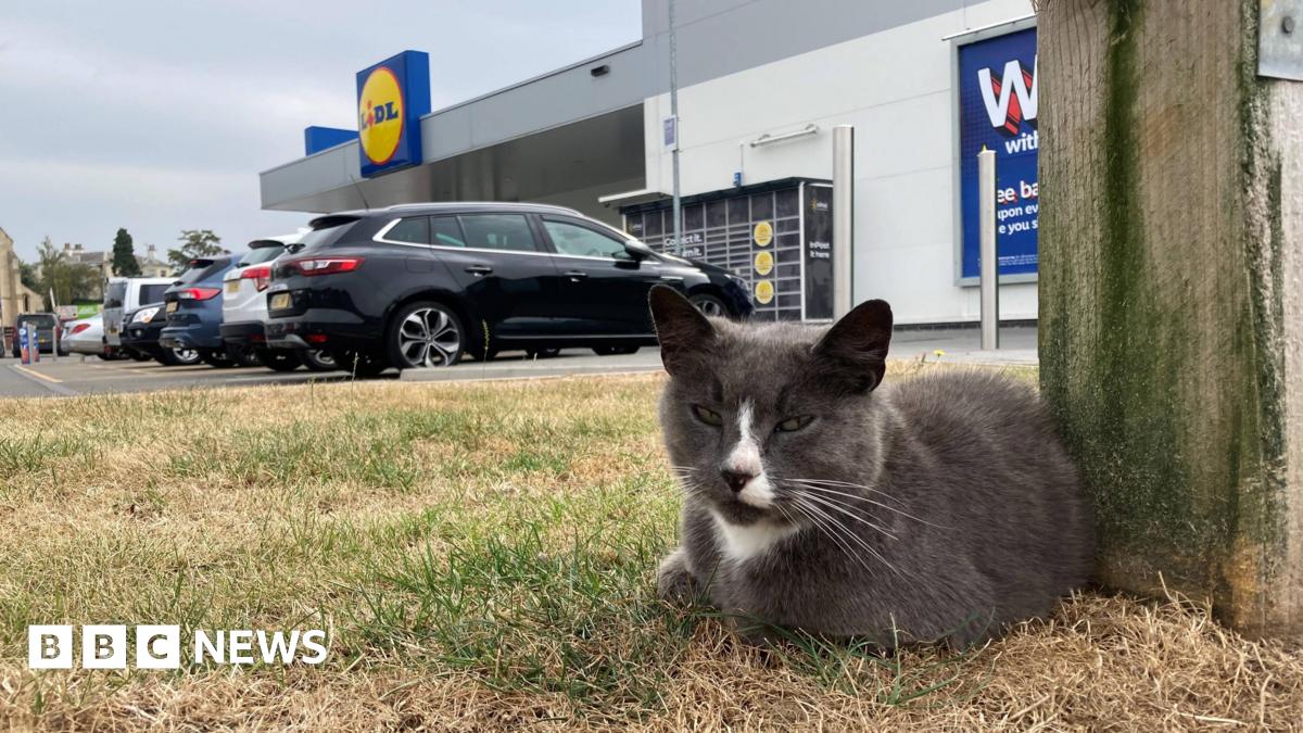 Supermarket cat dubbed 'local celebrity' by Lidl shoppers - BBC News