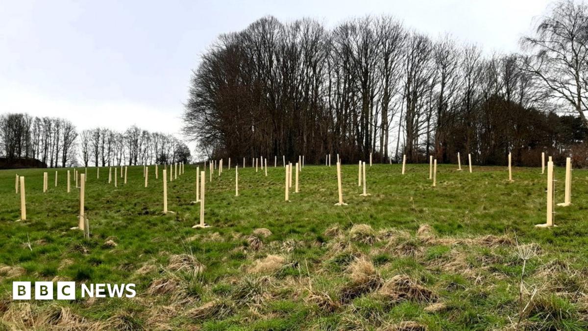 Bristol Water plants 900 trees to enhance habitats - BBC News