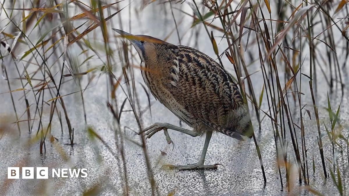 BBC Winterwatch uses RSPB Minsmere volunteer's bittern film - BBC News