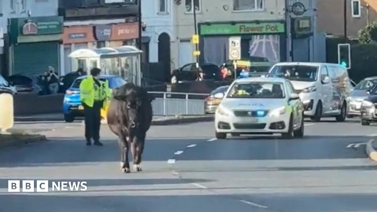 Rogue cow goes on the moo-ve down Sheffield road - BBC News