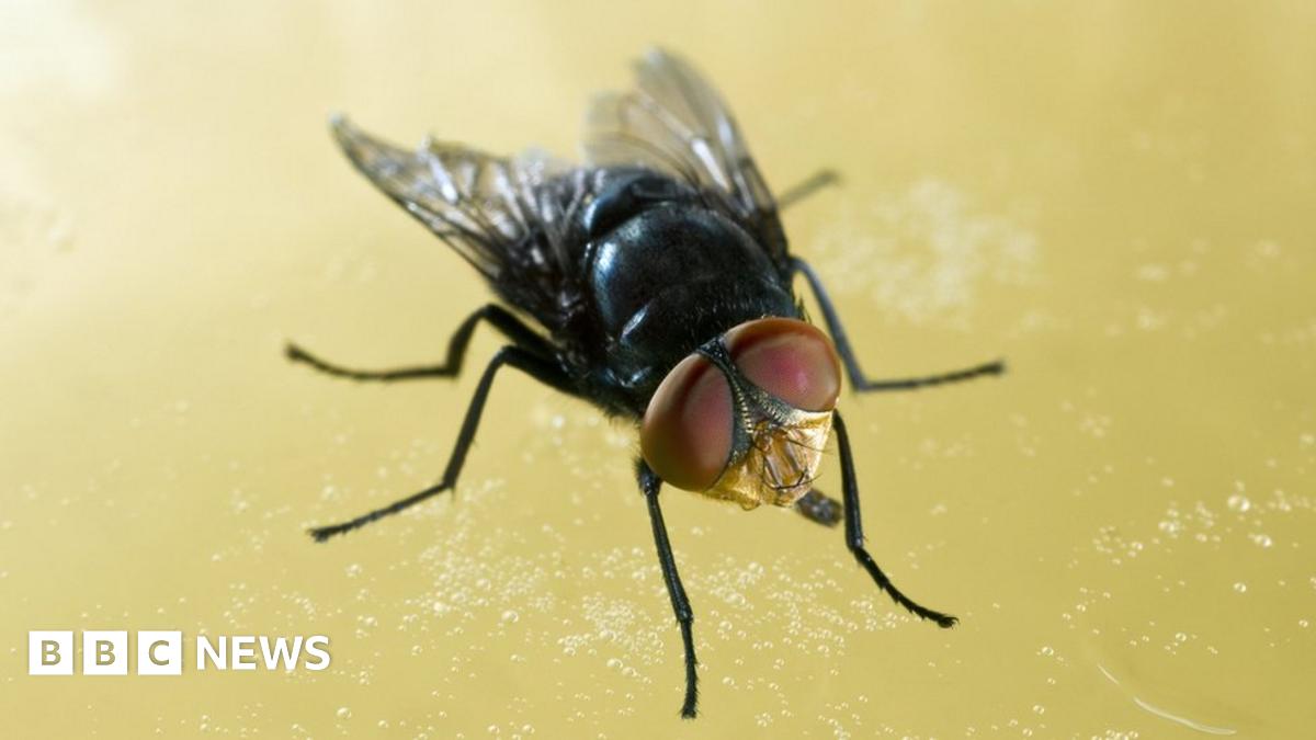 Sterile flies released in Florida to combat flesh-eating worm - BBC News