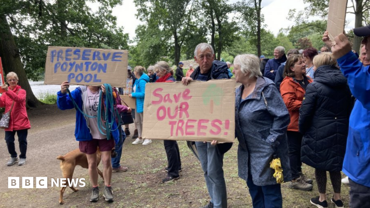 Protest over council's plan to cut down 35 trees at beauty spot - BBC News