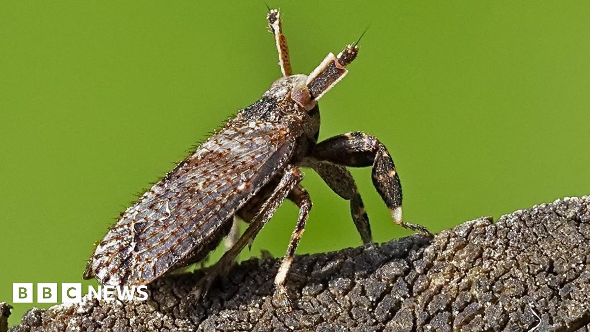Cambridge nature-lover records 573 species in 'ordinary' garden - BBC News