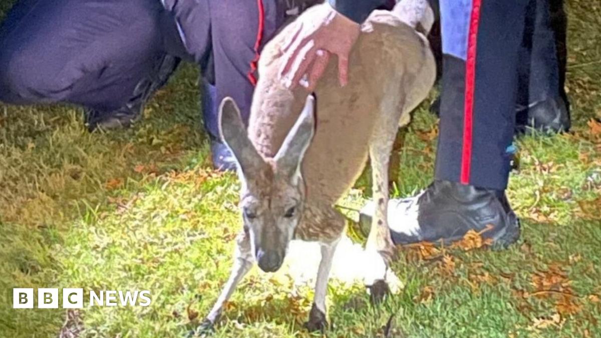 Canada police catch runaway kangaroo by the tail - BBC News
